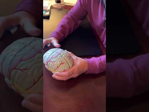 Learn the different regions of the brain