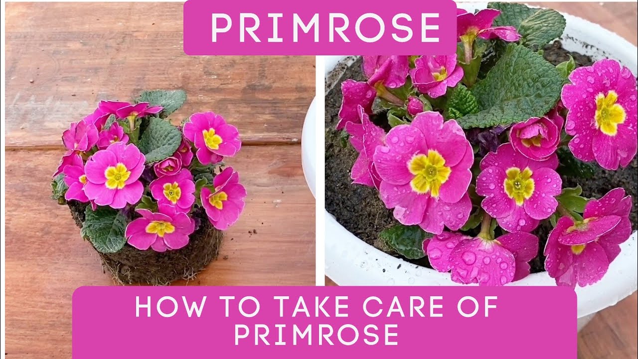 Primrose | Planting And How To Take Care Of Primrose Plant | Best Place To Keep Primrose Plants