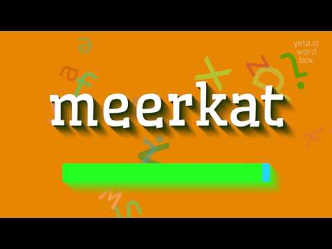 How to say "meerkat"! (High Quality Voices)