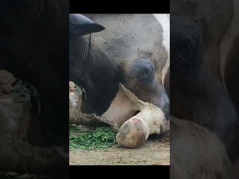 #vet #cow #cow care #cattle_disease #cow_disease #medical #animal_husbandary #animals_video #farm