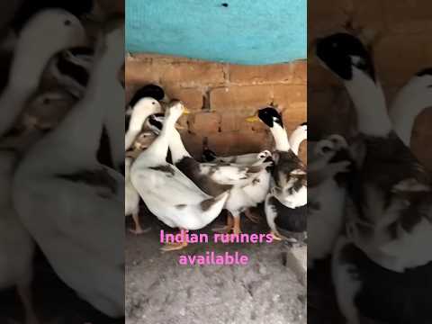 Indian runner ducks Available in srikakulam contact 7075369719 10 birds lot sale