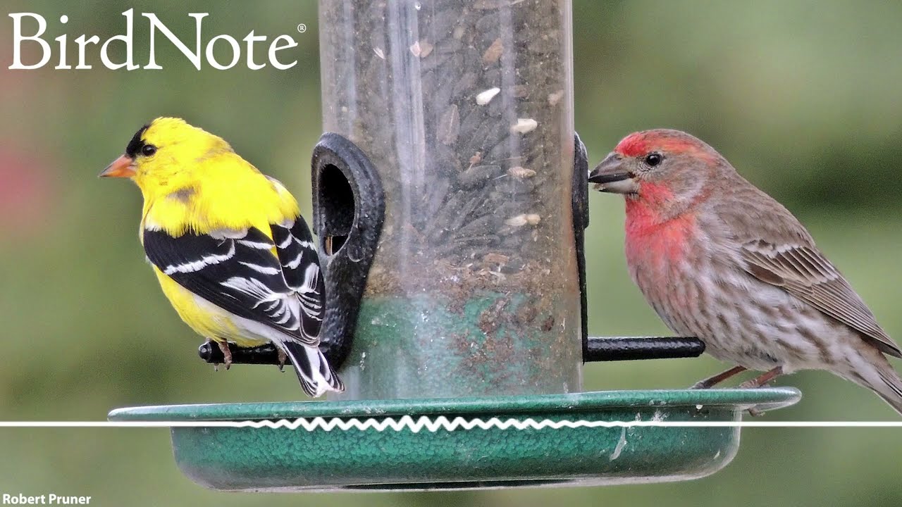 Finches Singing Over the Sidewalk