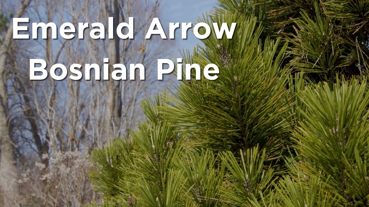 The Effortless Evergreen: Emerald Arrow Bosnian Pine