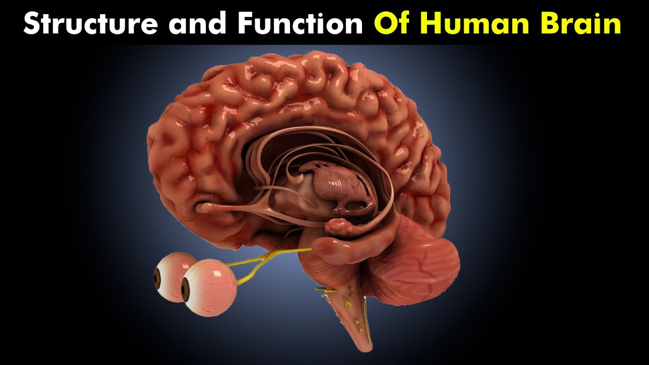 Understanding the Human Brain: Structure and Function | Galaxy.ai
