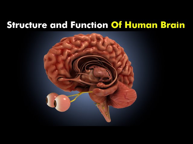 Understanding the Human Brain: Structure and Function | Galaxy.ai ...