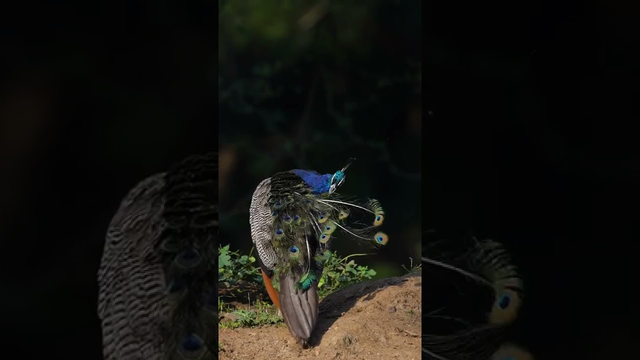 Peacock Live Wallpaper | HD Live Wallpaper For Android Mobile |