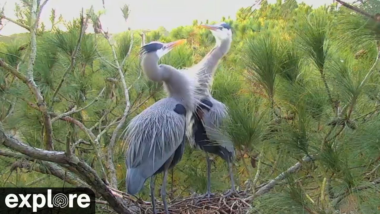 Great Blue Heron Mating Dance