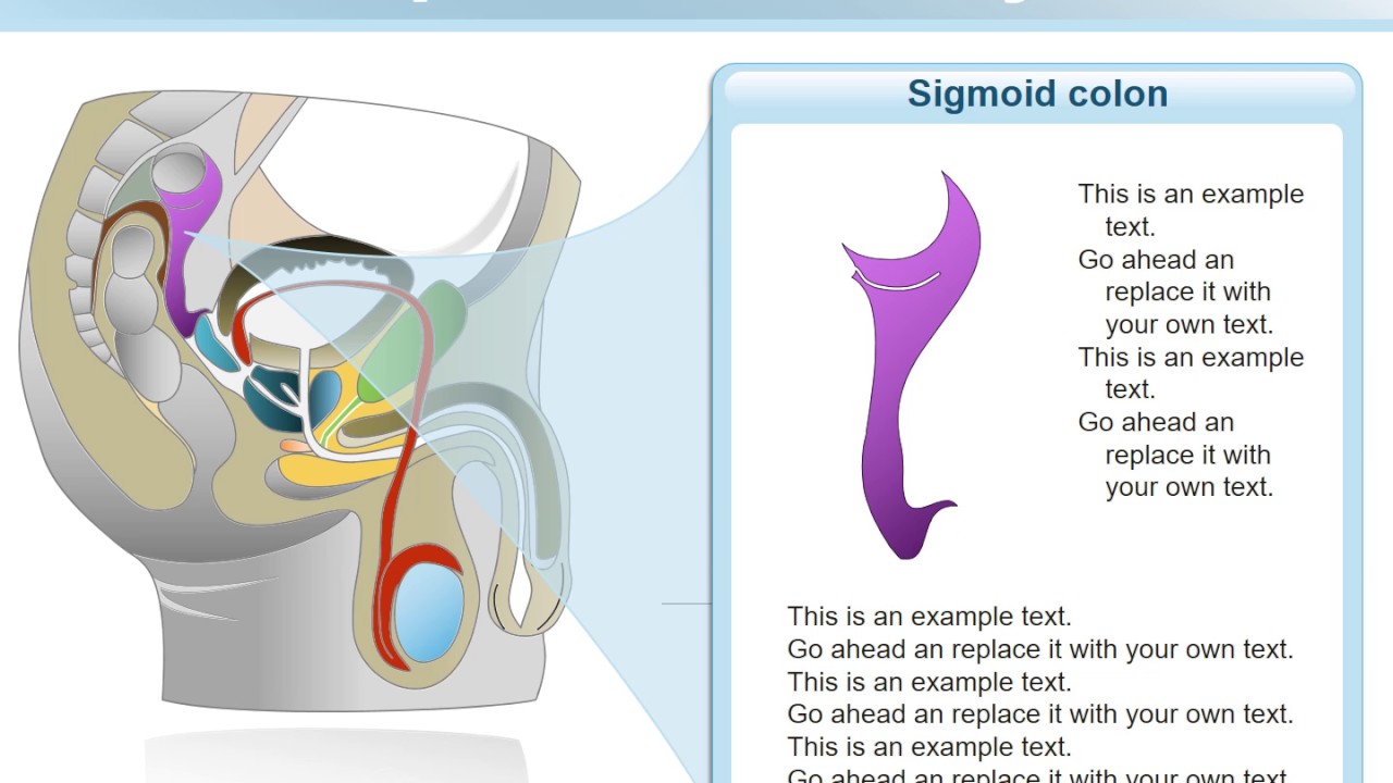 Male Reproductive System PowerPoint shapes