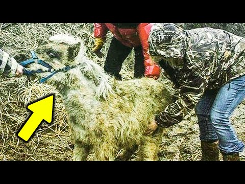 When Rescuers Investigated This Rusty Old Trailer, They Came Across A Nightmarish Scene In The Dark
