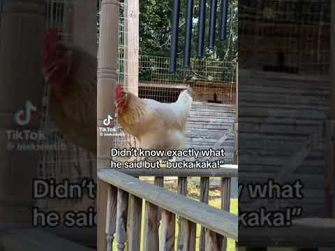 Last night we let the chicken talk๐๐