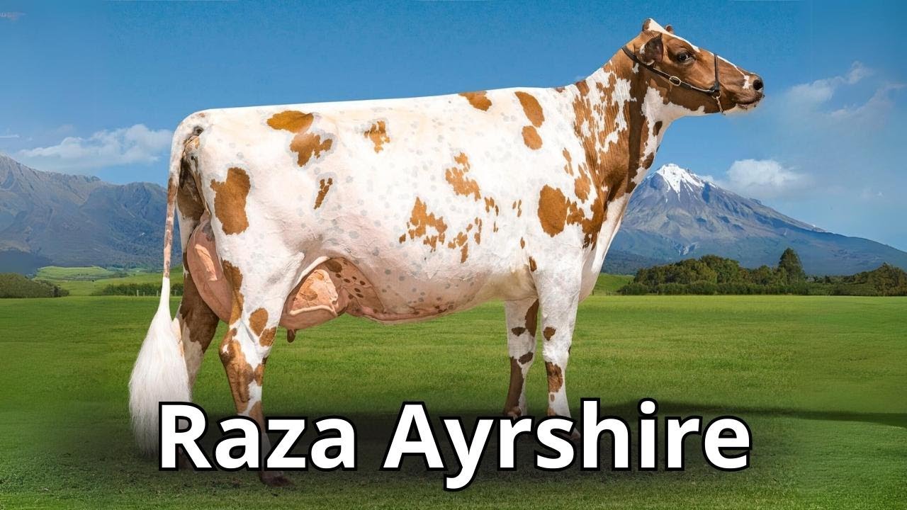 Ayrshire Cattle Breed. Excellence Among Dairy Cattle Unveiled.