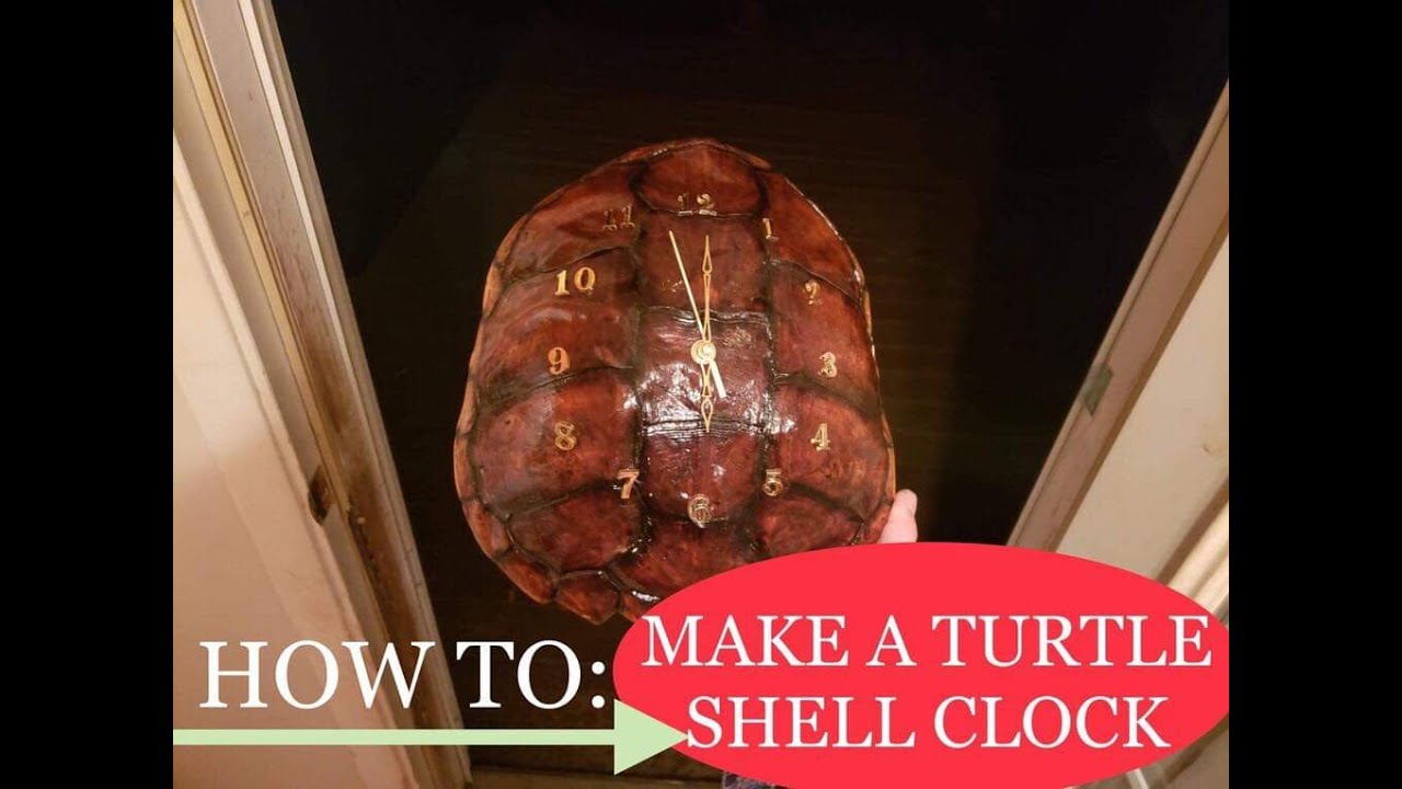 How to make a Clock/ Snapping Turtle Shell