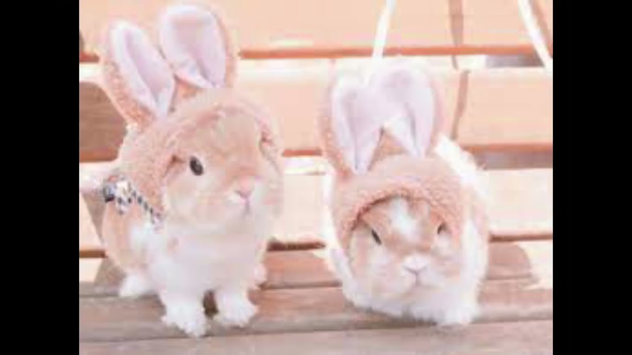 Cute Aesthetic bunny pfp