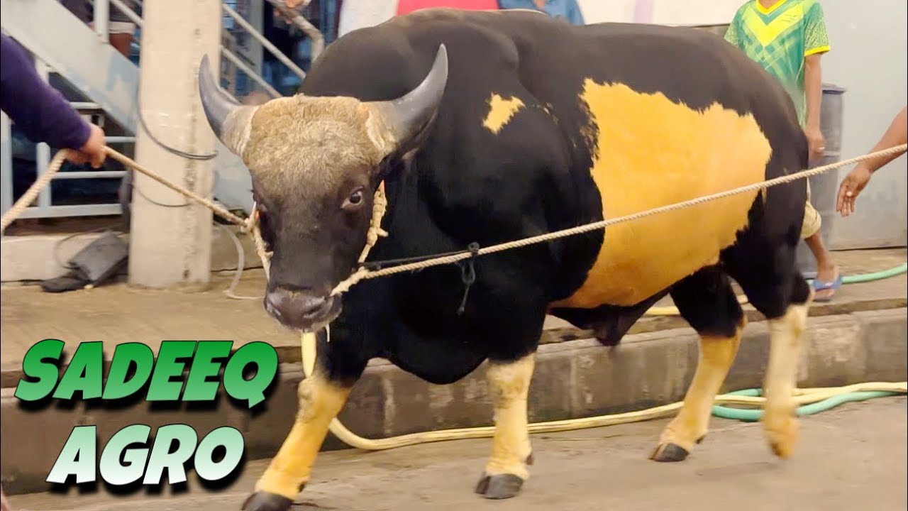 Goyal Bull in Bangladesh | Sadeeq agro | Season 2023 | Big Goyal Bull | qurbani eid | cattle world