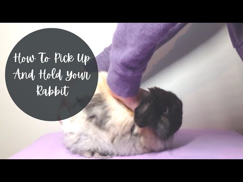 How To Pick Up And Hold Your Rabbit – FuzzieLops