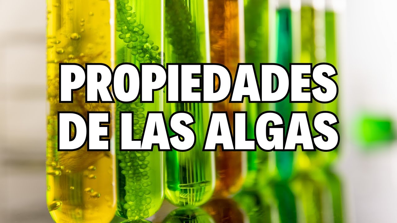 Descubre las propiedades cosméticas de las algas 🌿