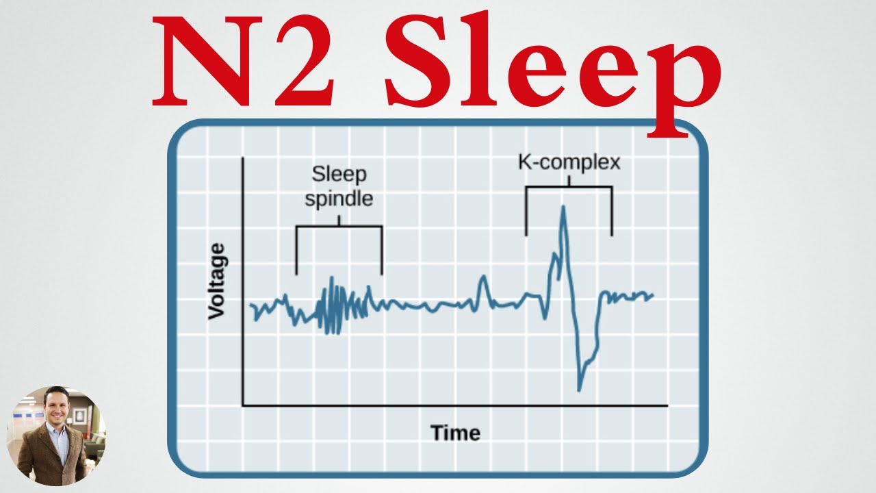 Brain Waves During N2 Sleep: Sleep Spindles & K-Complexes