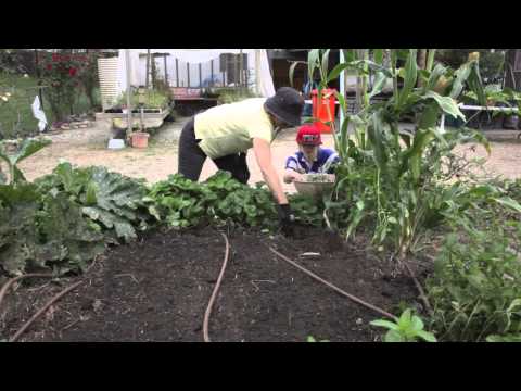 National Solar Schools Program - Black Mountain School