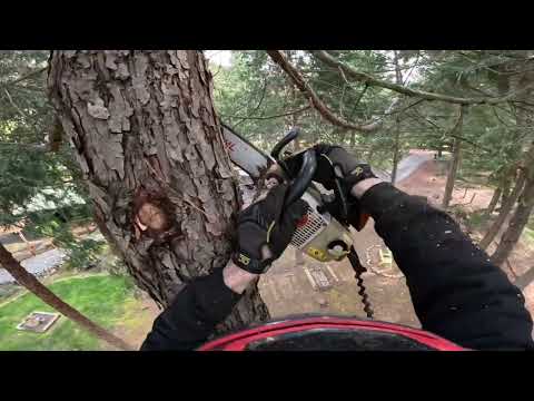 How to Tell If a Tree Needs to Be Removed – Cameron's Tree Services ...