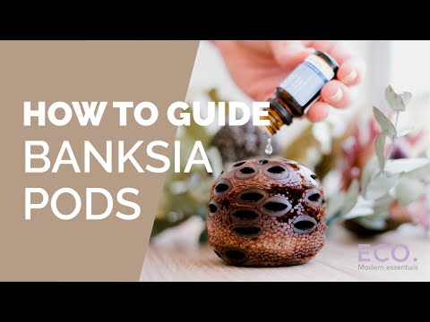Banksia Pods