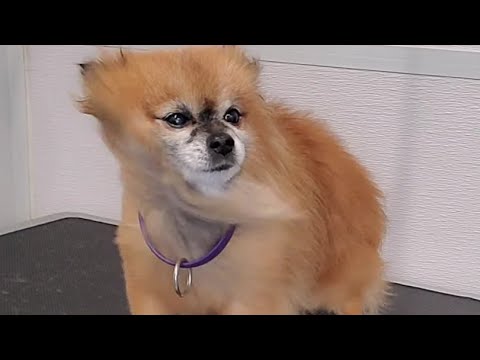 A very special Senior Pomeranian