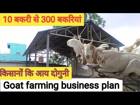 From 10 goats to 300 goats. Farmer's income doubles. #goat #farming #business #ideas #nlm #loan #...