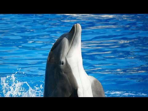 Bottlenose Dolphin Facts | Animal Facts | one of nature’s most intelligent species