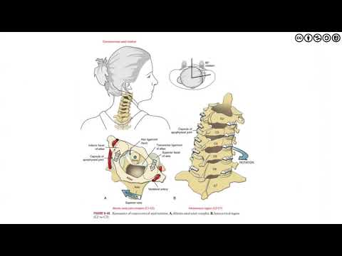 Cervical | Overview of Anatomy, Kinesiology and Biomechanics