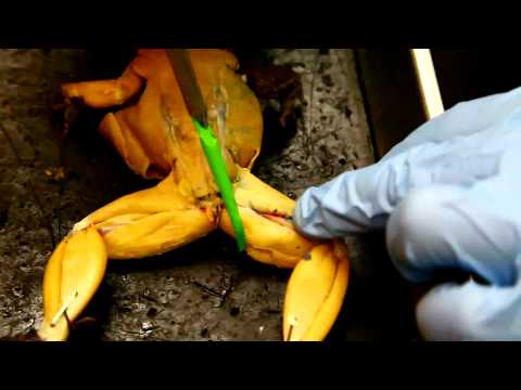 vertebrate zoology Frog anatomy