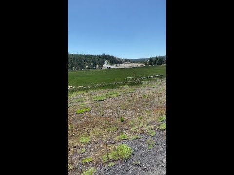 Family nearly gored by Bison at Yellowstone National Park
