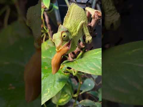 French Chameleon Escargot
