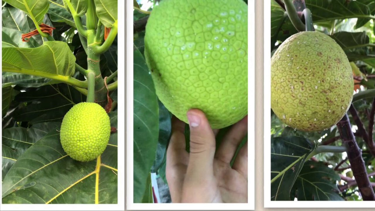 How to pick breadfruit