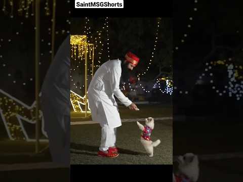 Speedo Dancing Saint MSG Shorts Video#msg #shorts #SaintMSGShorts #SaintMSG#dss #saintdrmsg#ramrahim