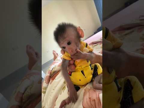 He attacked by dog but rescued - #monkey