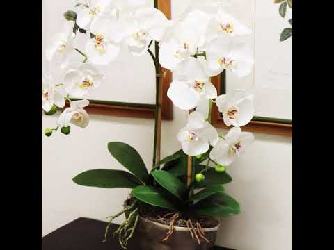 Floral Home Online - Artificial Orchid Stems, REAL TOUCH Faux Decor with 9 Phalaenopsis Flowers Demo