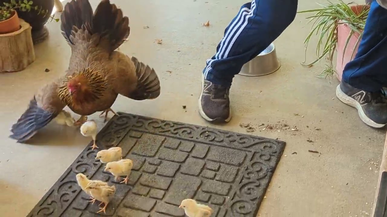 Momma Hen Defending Her Chicks!