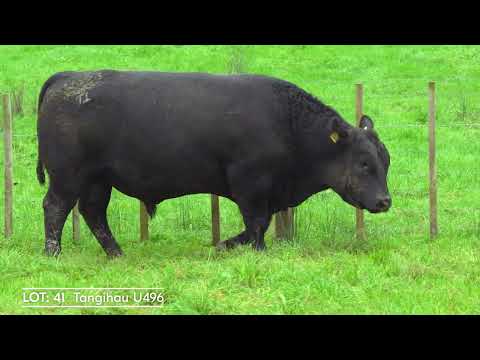 Lot 41 Tangihau U496