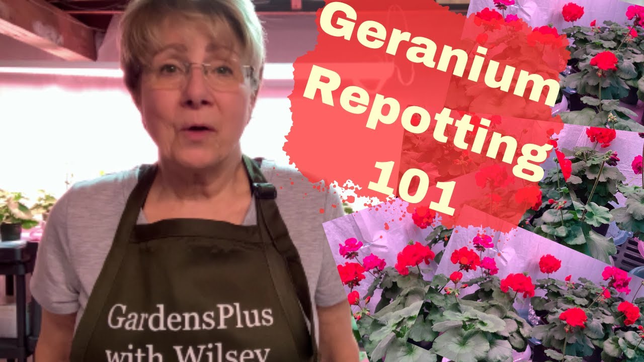 Easiest Way To Repot Geraniums