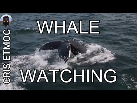 Whale Watching in Iceland