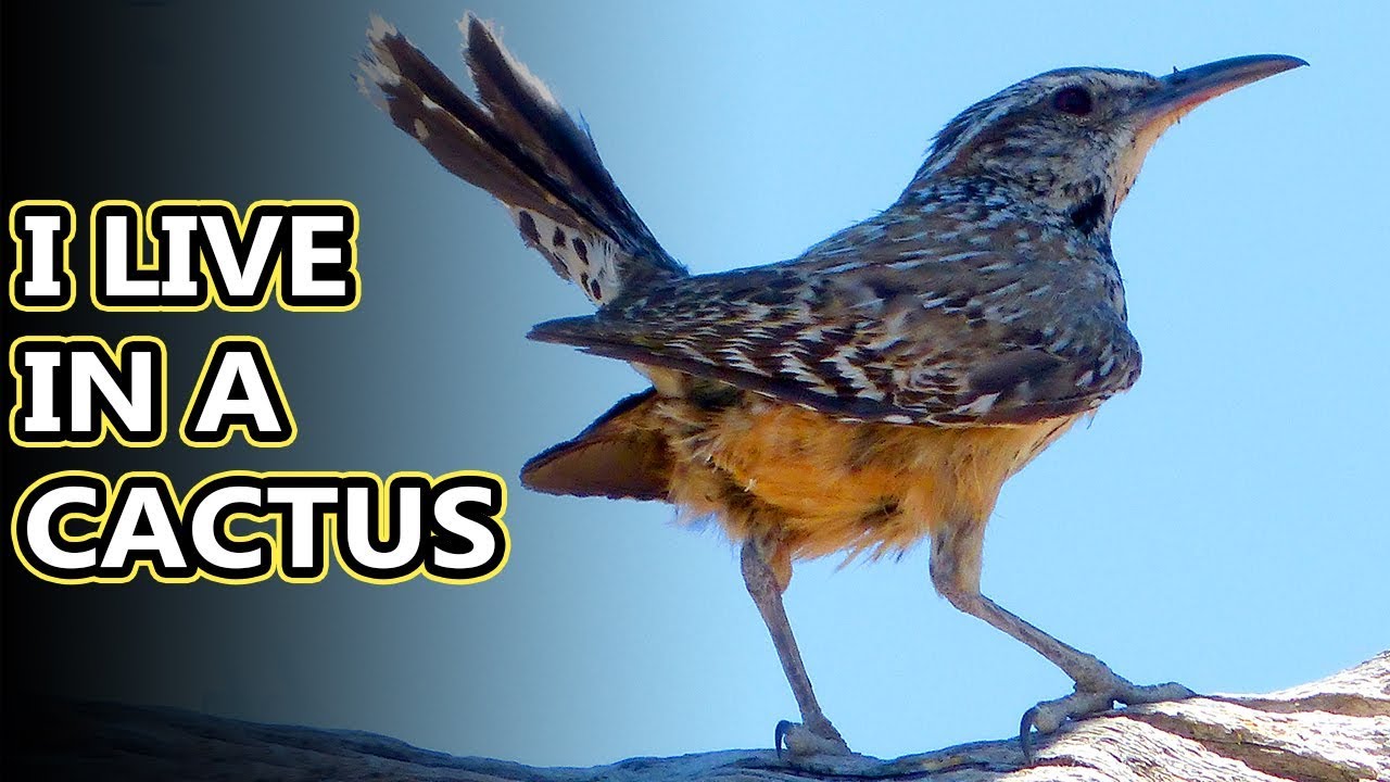 Cactus Wren facts: they live in cactuses or cacti, whichever is fine | Animal Fact Files