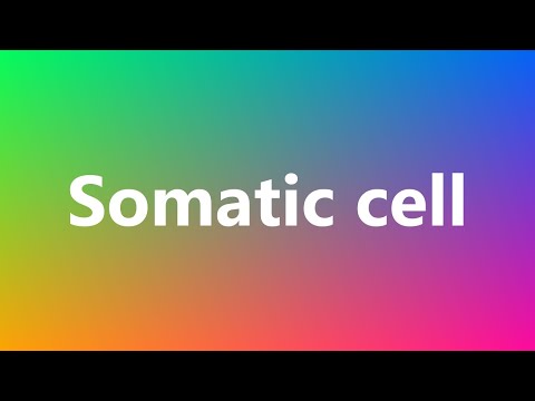 Somatic cell - Medical Meaning and Pronunciation