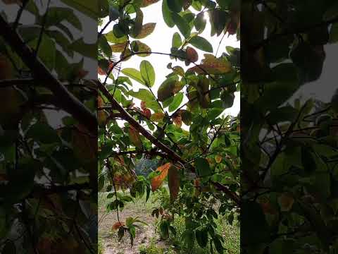 guava plant scientific name sidium guava