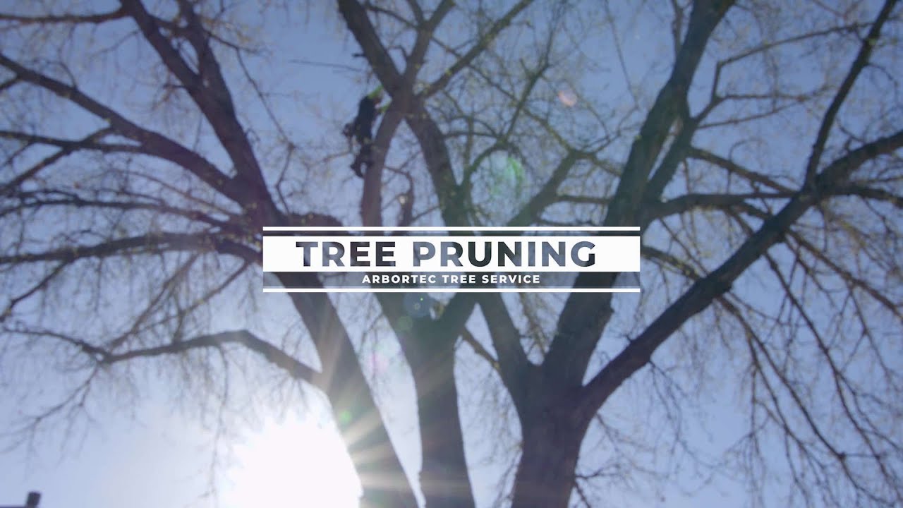Tree Pruning | Tree Trimming for Health and Safety | Arbortec Tree Service | Professional Tree Care