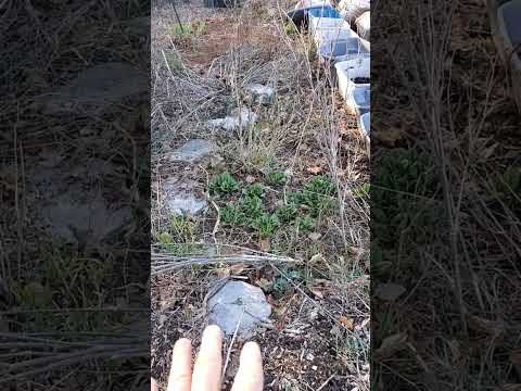 Gardening with perennials and self sowing annuals