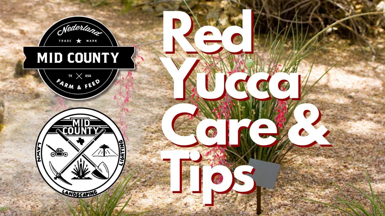 Plant Profile Series: The Red Yucca