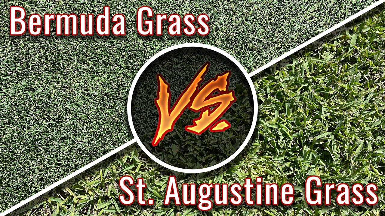 Bermuda Grass vs St. Augustine Grass | Warm Season Turf Types in Texas