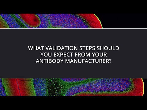 What Validation Steps Should You Expect From Your Antibody Manufacturer?