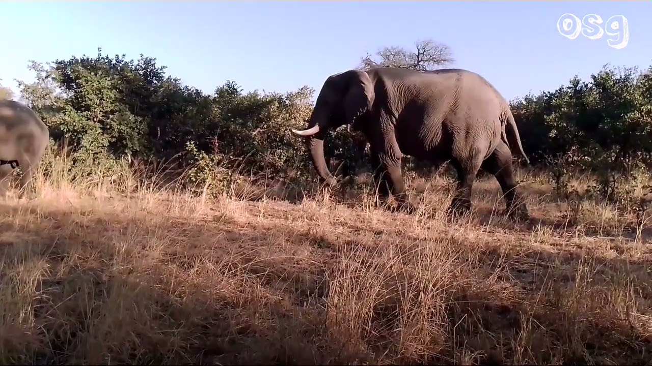 Elephant with an itchy leg