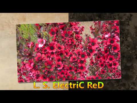 LepTosPeRmuM