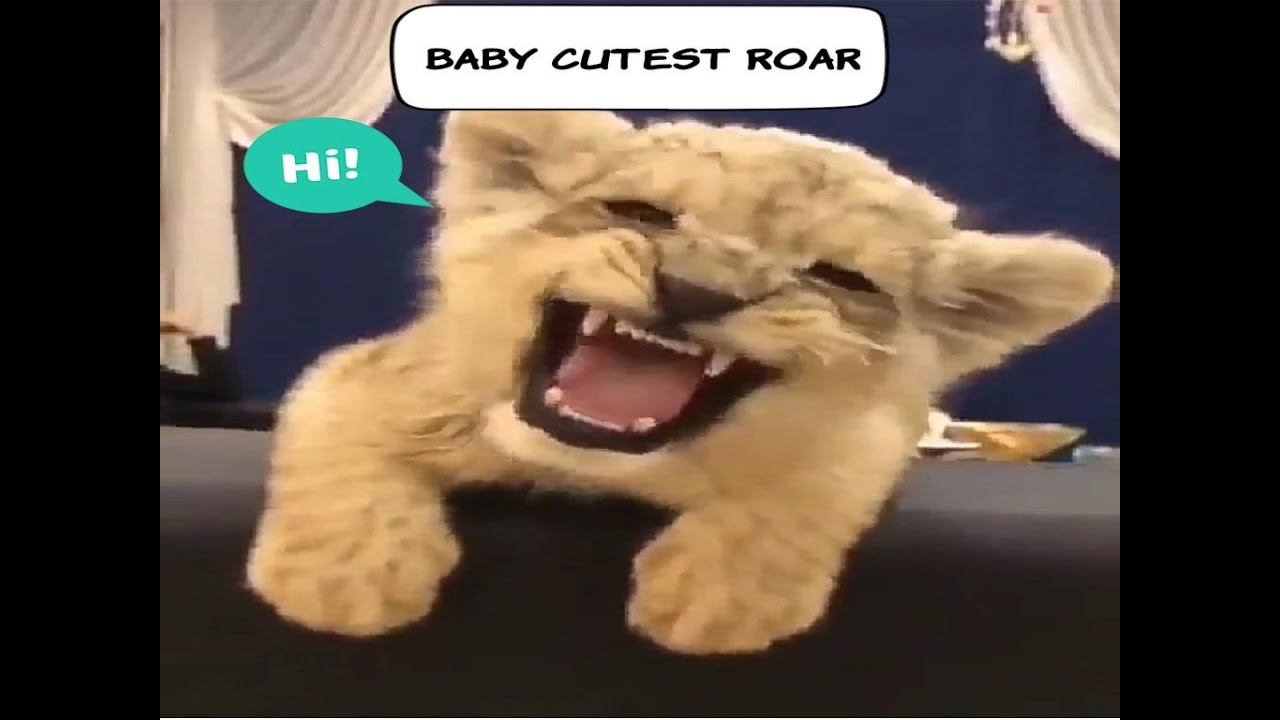 Angry lion cub with cutest roar